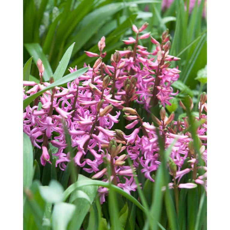 Blomsterløg | Gartnerbutikken